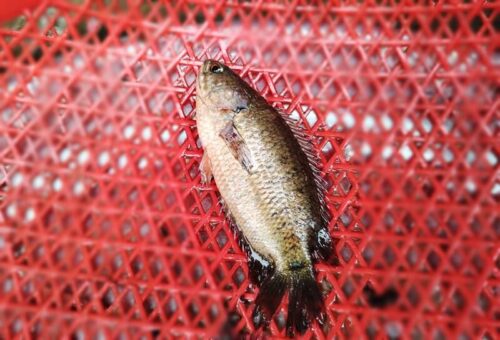 Vietnamese Fish: Various Types Living in Freshwater, Saltwater, and ...