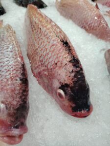 Vietnamese Fish: Various Types Living in Freshwater, Saltwater, and ...