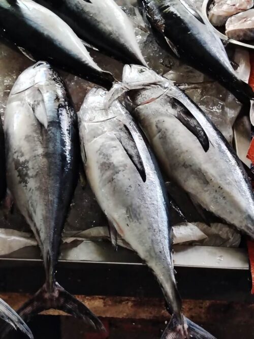 Vietnamese Fish: Various Types Living in Freshwater, Saltwater, and ...