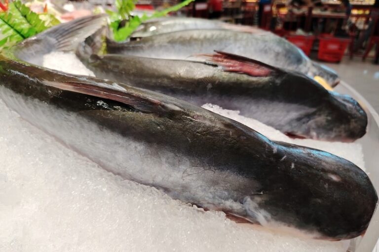 Vietnamese Fish: Various Types Living in Freshwater, Saltwater, and ...