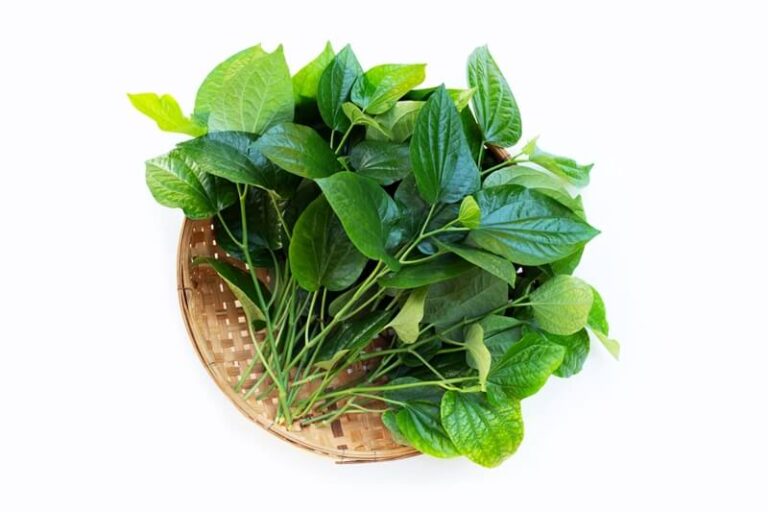 15 Popular Vietnamese Herbs and Their Names