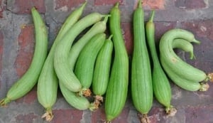 Vietnamese Vegetables in the Daily Meals of the Families