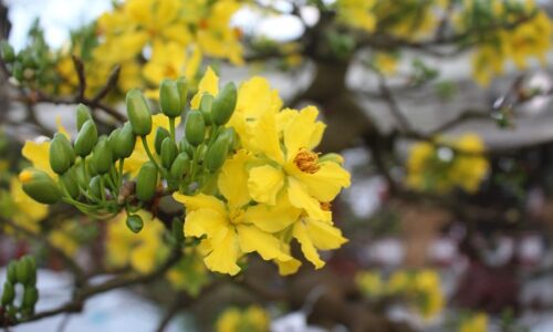 The Most Beautiful Flowers in Vietnam