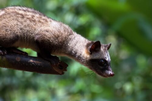 How Is Vietnamese Weasel Coffee?