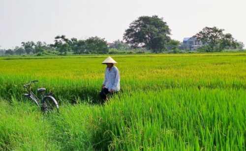 How do Vietnamese Farmers Live and Work?