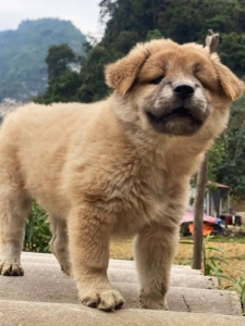 4 Local Vietnamese Dogs That You May Like