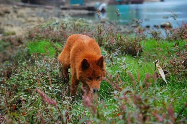 4 Local Vietnamese Dogs That You May Like