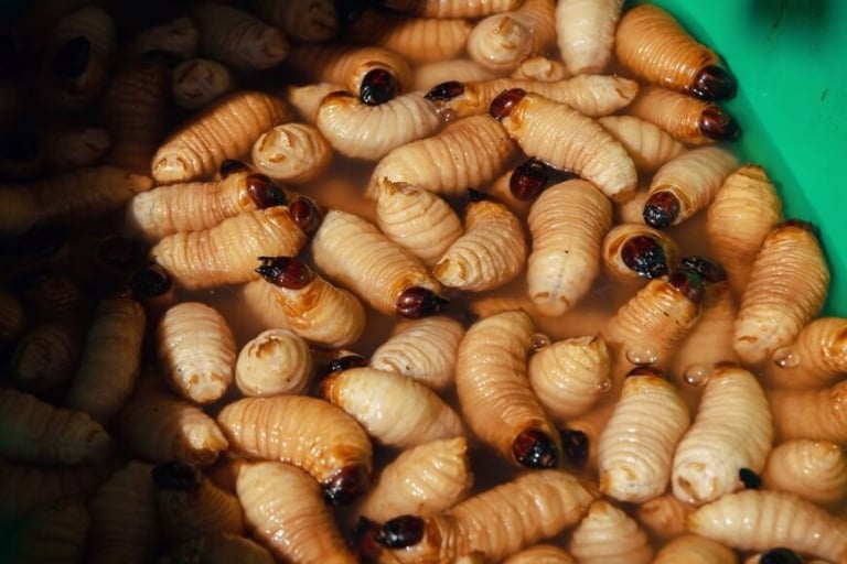 How Are Coconut Worms in Vietnam?
