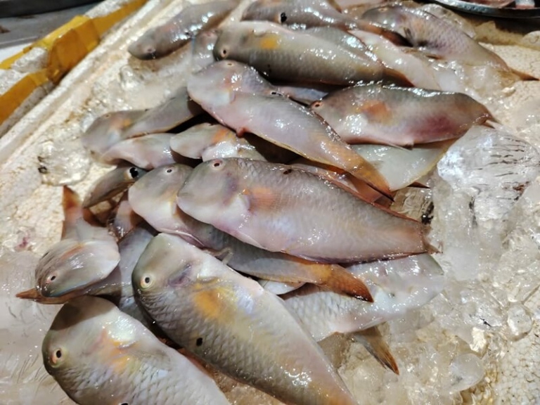 Vietnamese Fish: Various Types Living in Freshwater, Saltwater, and ...