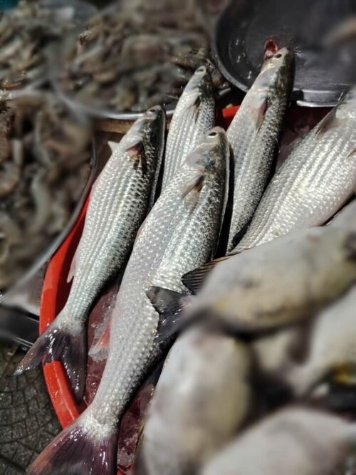 Vietnamese Fish: Various Types Living in Freshwater, Saltwater, and ...
