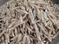 Vietnamese Fish: Various Types Living in Freshwater, Saltwater, and ...