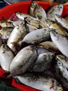 Vietnamese Fish: Various Types Living in Freshwater, Saltwater, and ...