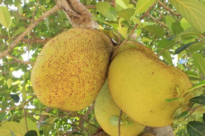 What Does the Vietnamese Apple Look Like and Its Effect?