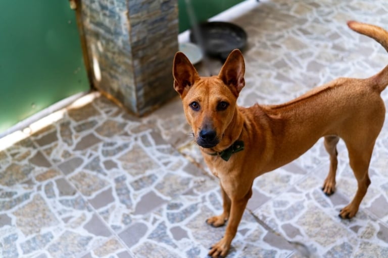 Phu Quoc Ridgeback: A Native Island Dog Breed