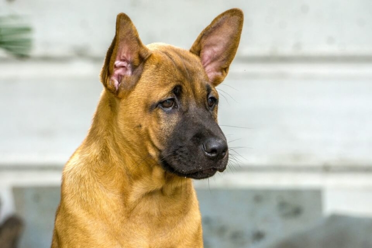 Phu Quoc Ridgeback: A Native Island Dog Breed